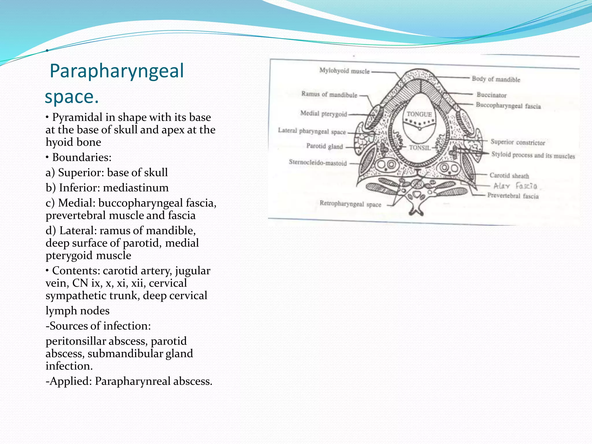 Pharynx Anatomy and physiology | PPTX