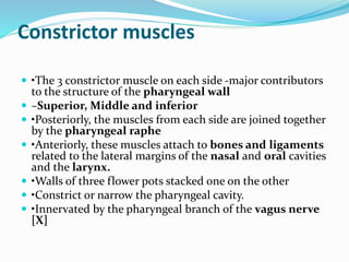 Pharynx Anatomy and physiology | PPTX