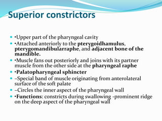 Pharynx Anatomy and physiology | PPTX