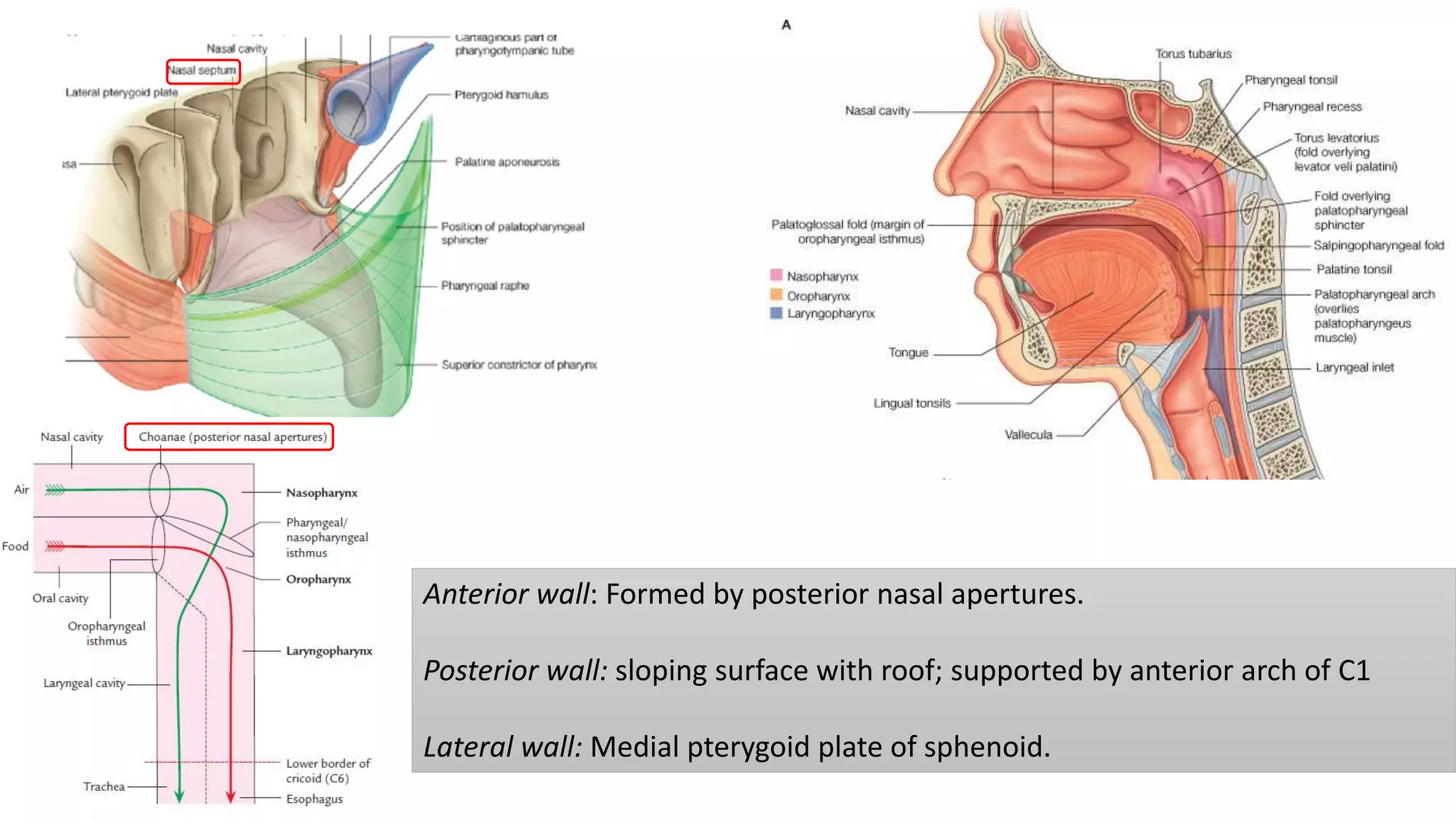 Pharynx & Palate | PPT