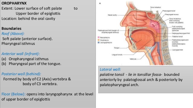 Pharynx & Palate