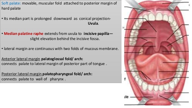 Pharynx & Palate