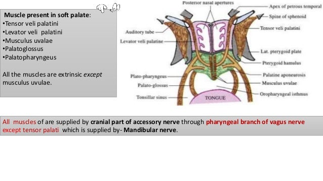Pharynx & Palate