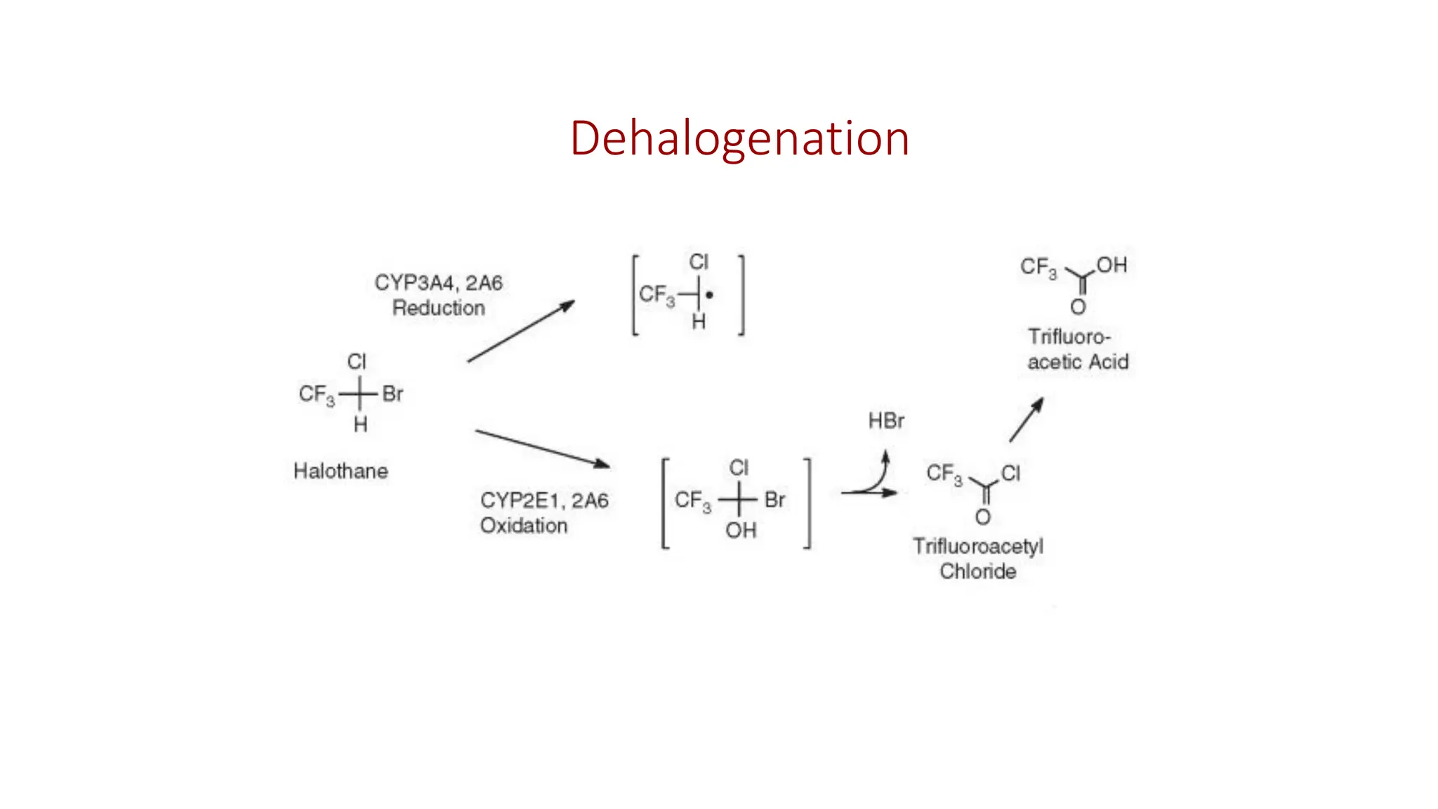 phase 1 reactions of metabolism of drugs | PDF