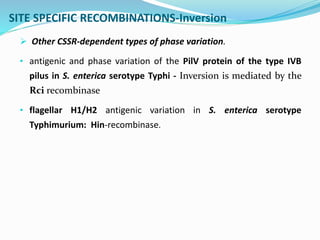 Phase and antigenic variations in bacteria | PPTX