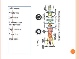 Phase contrast & Flurosence microscope | PPTX