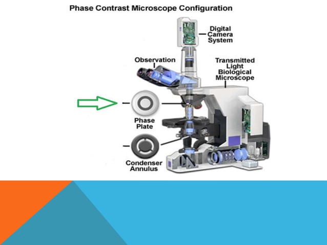 Phase contrast microscope | PPTX | Photography | Arts and Crafts