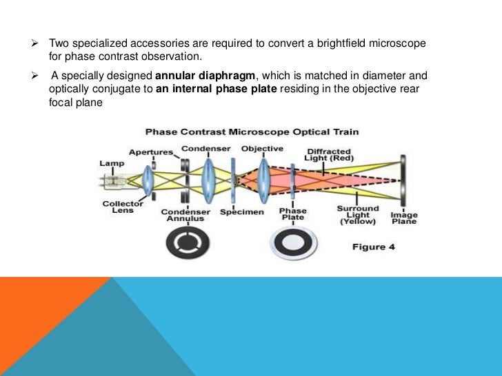 Phase contrast microscope