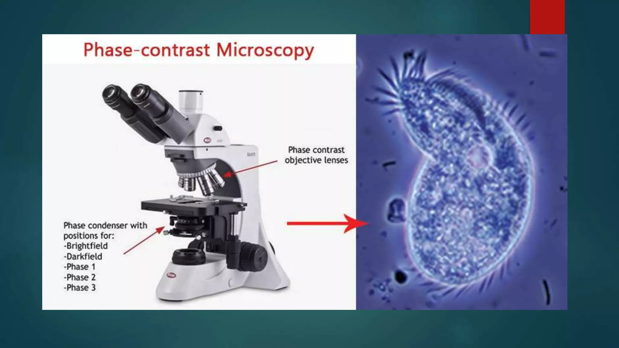 Phase contrast and Fluorescent microscope | PPTX