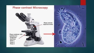 Phase contrast and Fluorescent microscope | PPTX