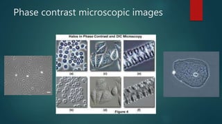 Phase contrast and Fluorescent microscope | PPTX
