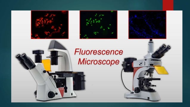 Phase contrast and Fluorescent microscope | PPTX | Chemistry | Science