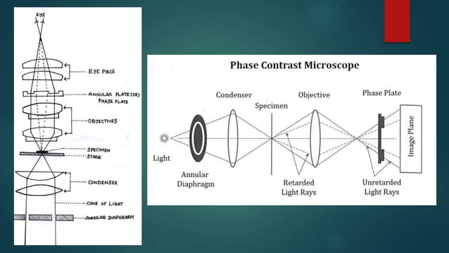 Phase contrast and Fluorescent microscope | PPTX | Chemistry | Science