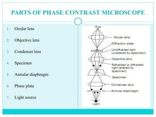 Phase contrast microscope | PPTX