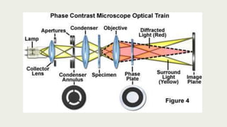 Phase contrast microscope | PPTX