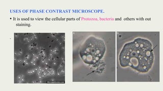 Phase Contrast Microscopy Bacteria