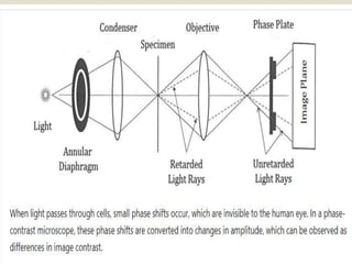 Phase contrast microscope | PPTX