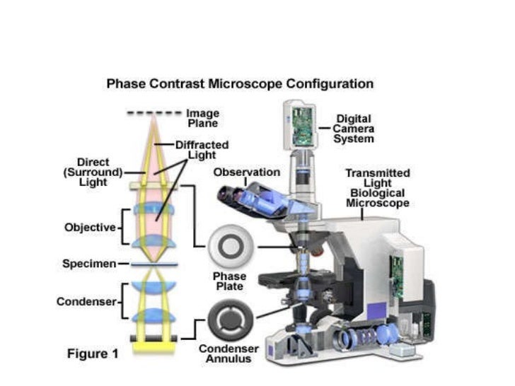 Phase contrast microscopy