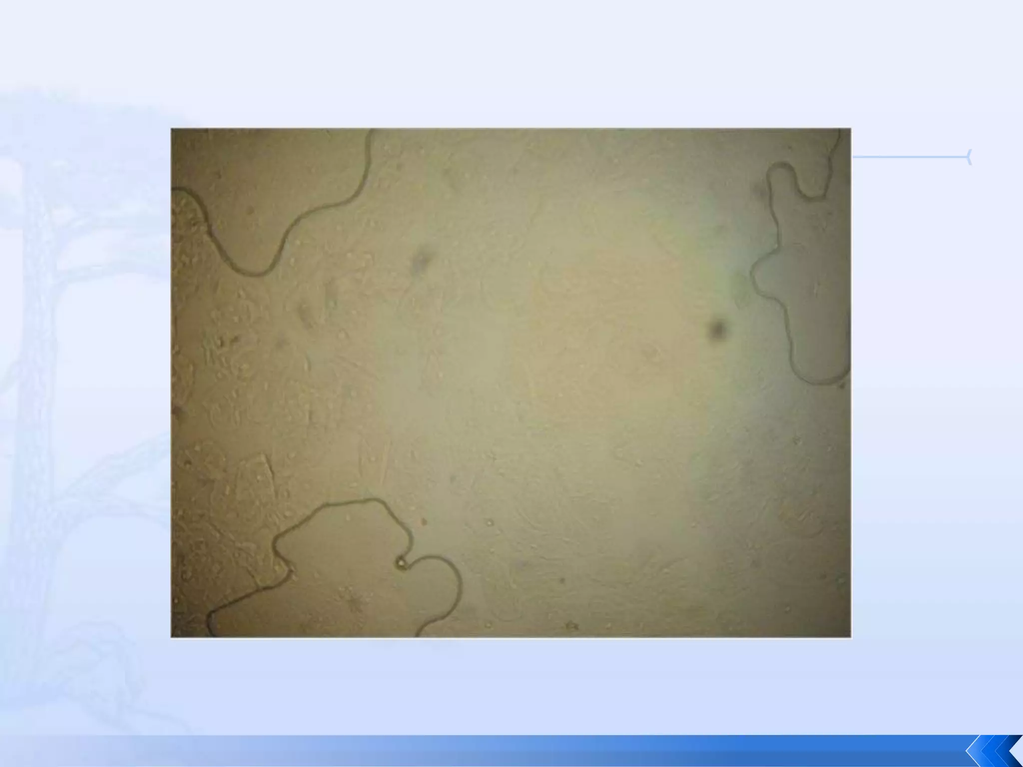 Phase contrast microscopy | PPTX