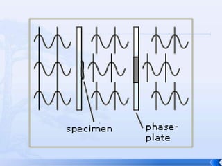 Phase contrast microscopy | PPTX
