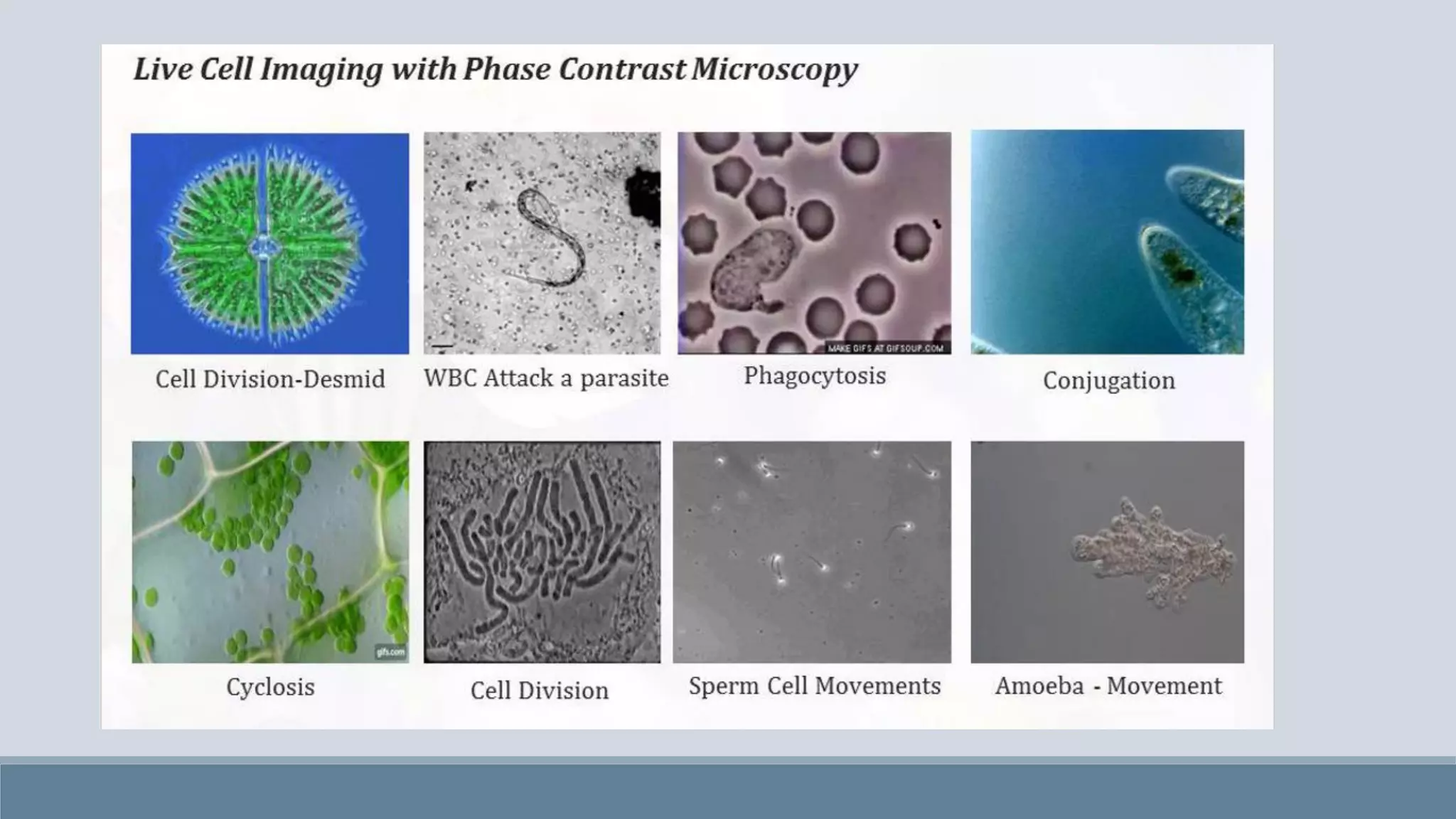 PHASE CONTRAST MICROSCOPY.pdf