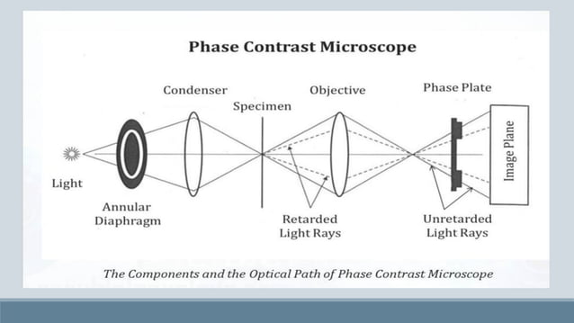 PHASE CONTRAST MICROSCOPY.pdf | Eye and Vision Conditions | Diseases ...