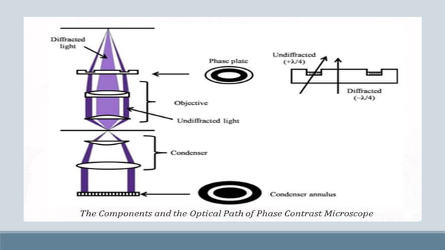 PHASE CONTRAST MICROSCOPY.pdf | Eye and Vision Conditions | Diseases and Conditions