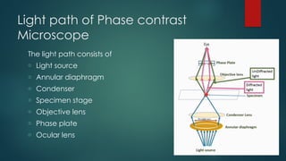 Phase Contrast Microscopy & Differential Interference Contrast ...