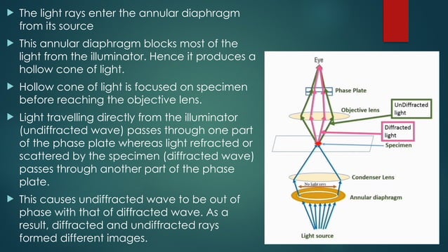 Phase Contrast Microscopy & Differential Interference Contrast ...