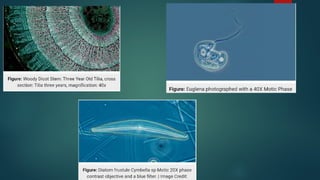 Phase Contrast Microscopy & Differential Interference Contrast ...