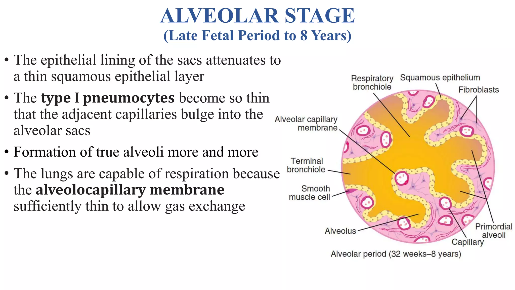 Phases of Lung Maturation | PPT
