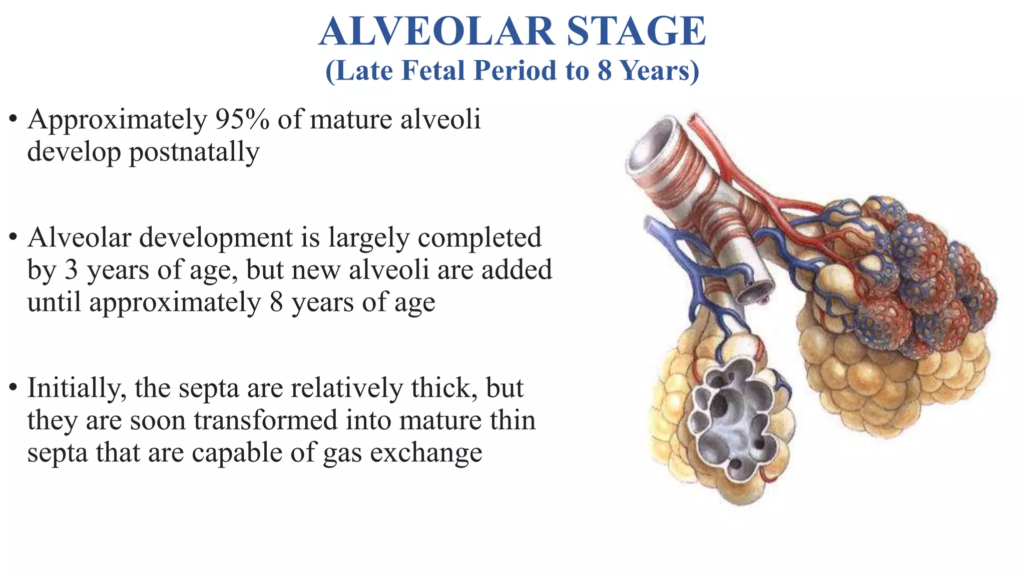 Phases of Lung Maturation | PPT