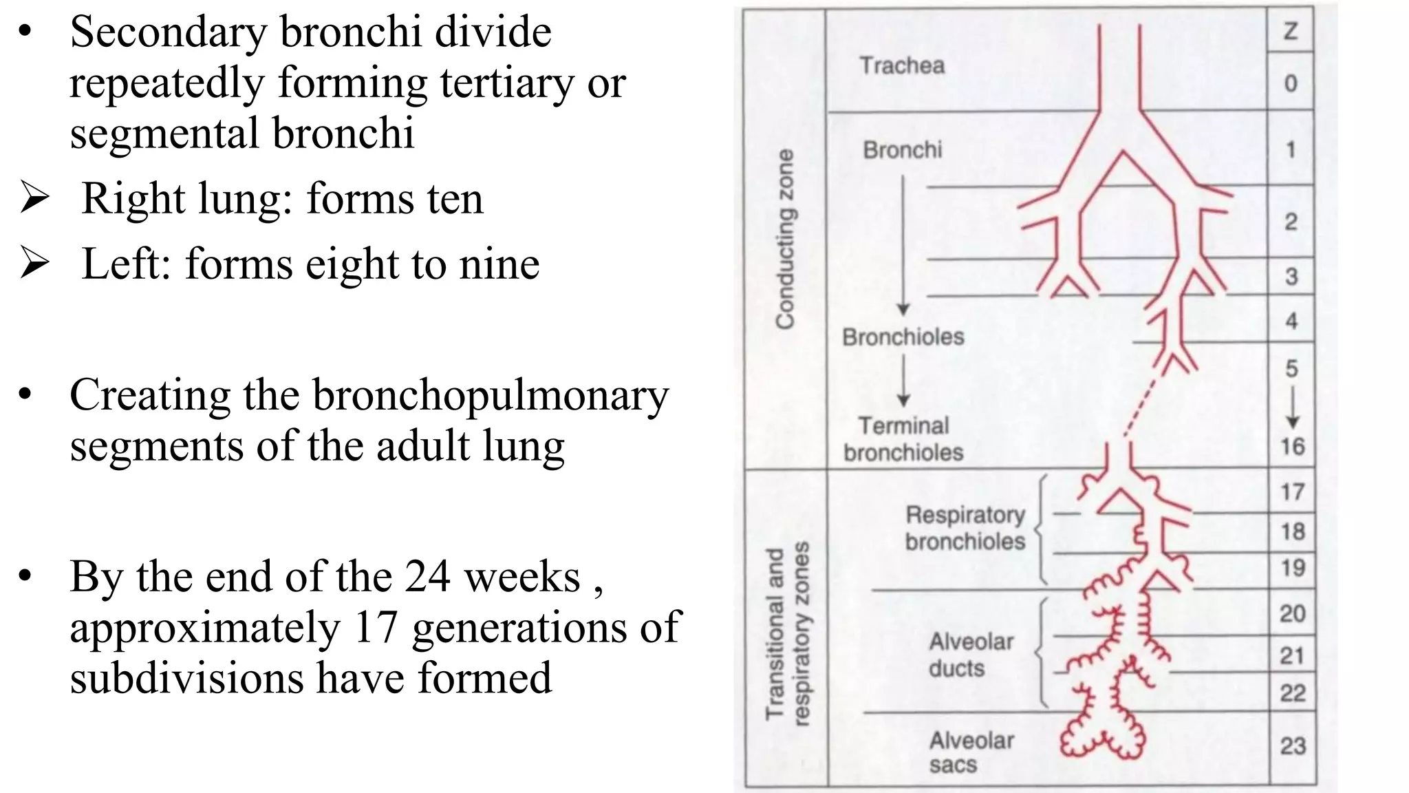 Phases of Lung Maturation | PPT