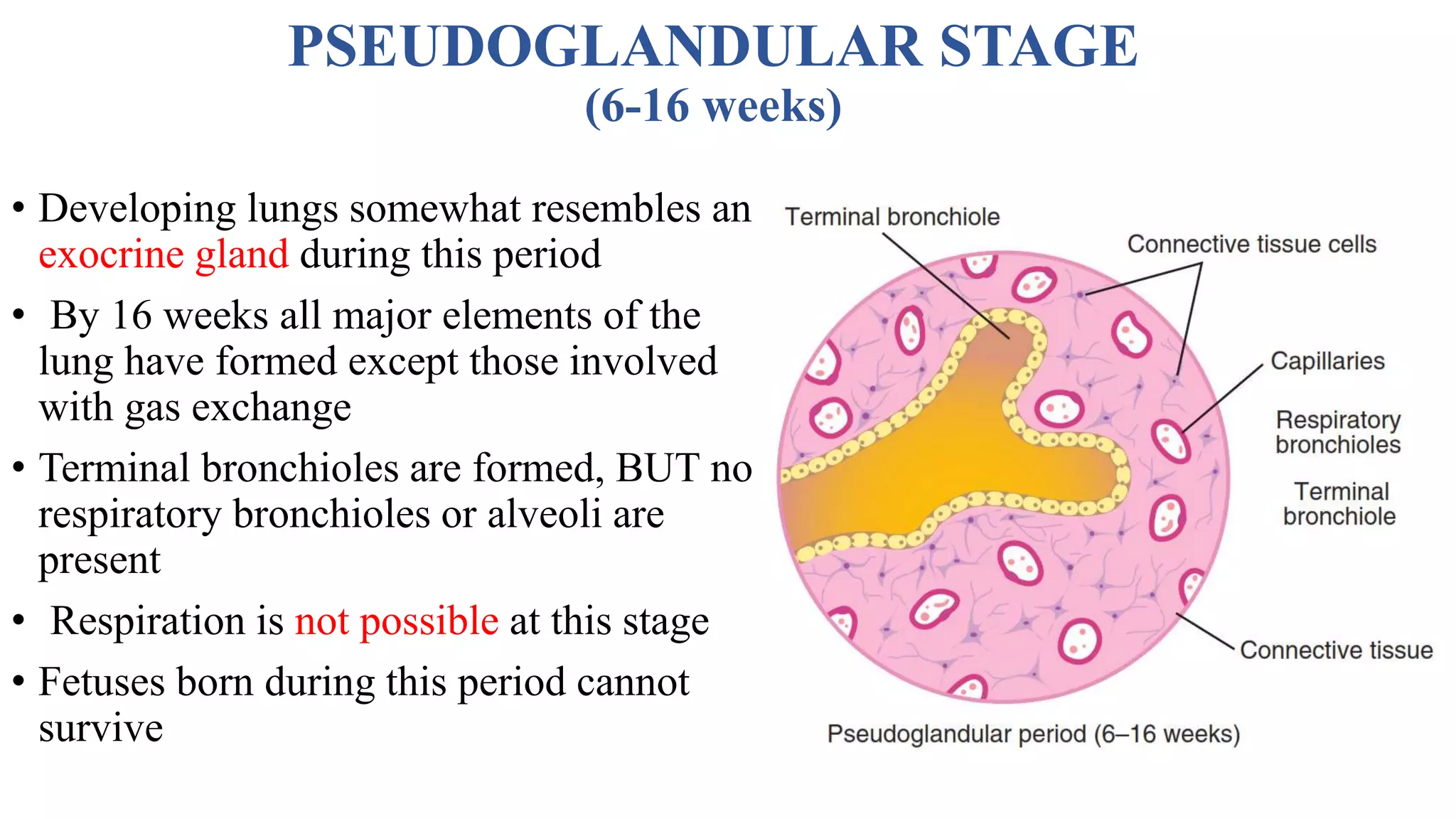 Phases of Lung Maturation | PPT