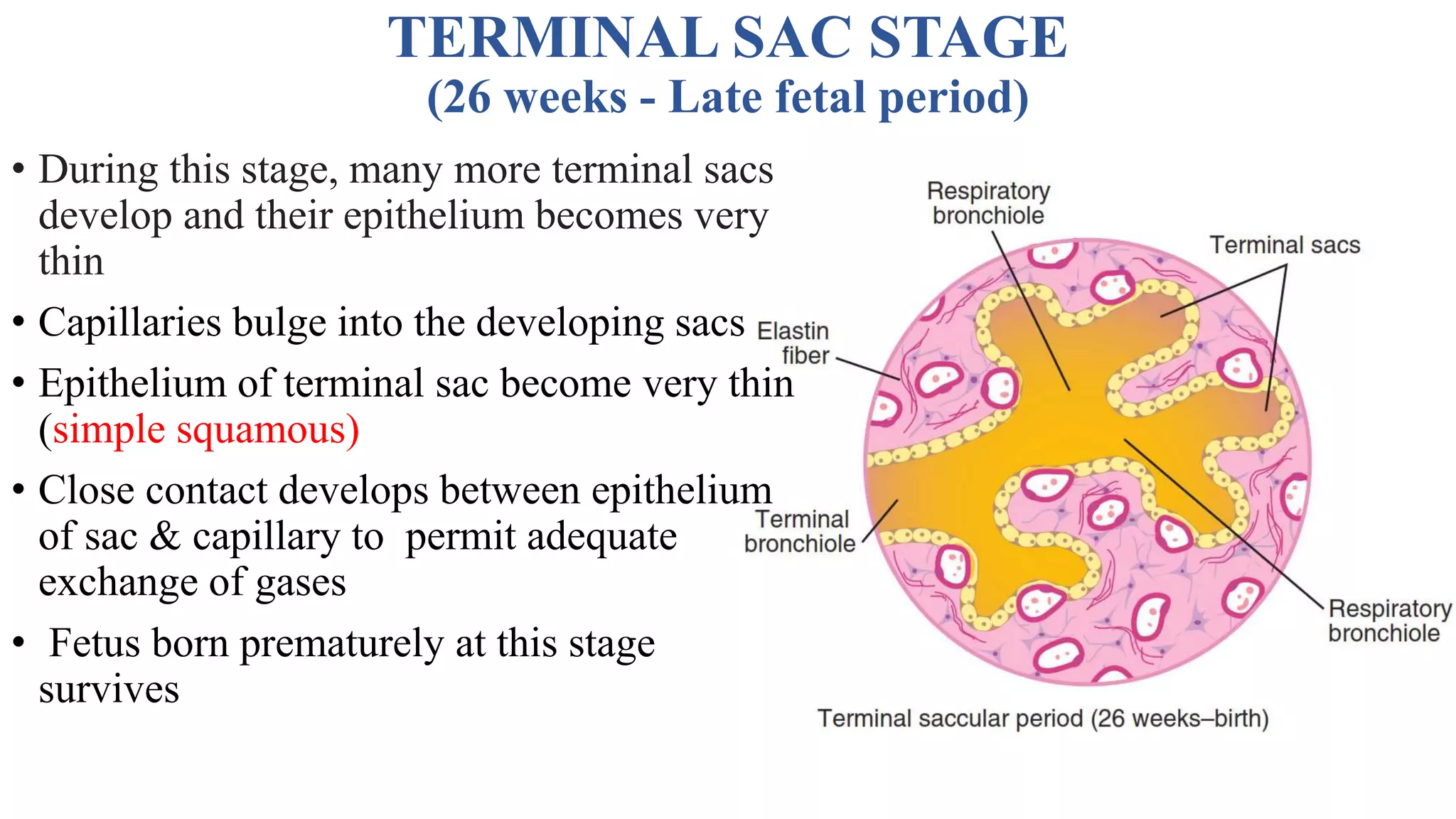 Phases of Lung Maturation | PPT