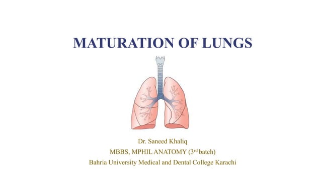 Phases of Lung Maturation | PPT