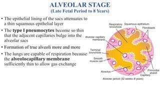 Phases of Lung Maturation | PPT