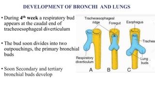 Phases of Lung Maturation | PPT