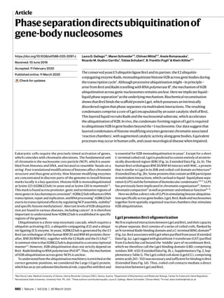 Phase separation drives H2B ubiquitination | PDF
