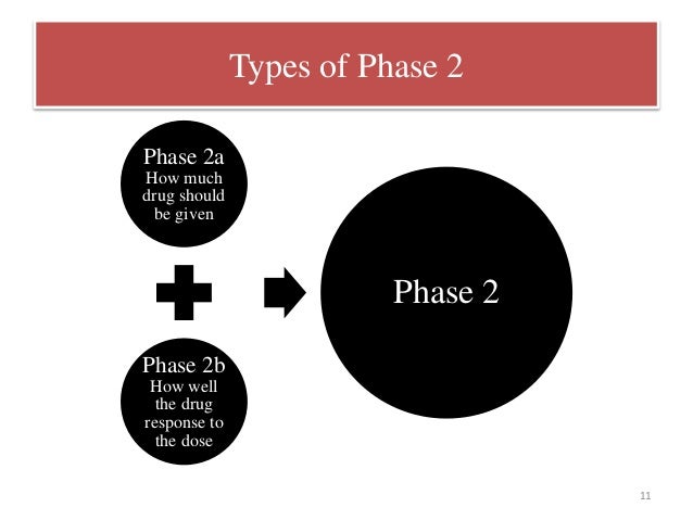 Phases in clinical trial