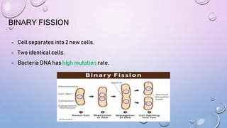 Phases Of Cell Growth powerpoint presentation | PPT