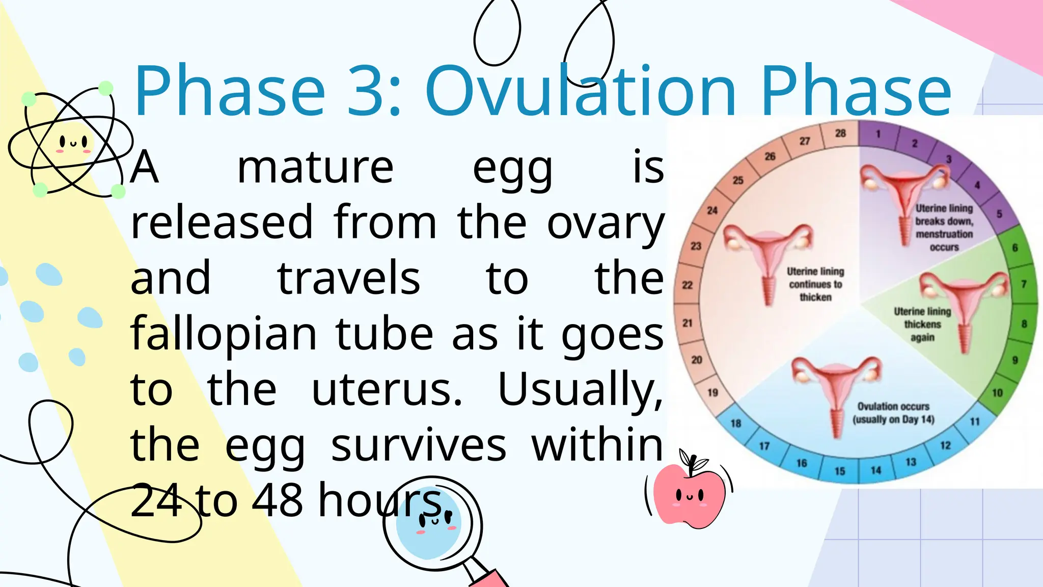 A presentation for Science Subject - Phases of Menstrual Cycle.pptx