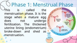 A presentation for Science Subject - Phases of Menstrual Cycle.pptx