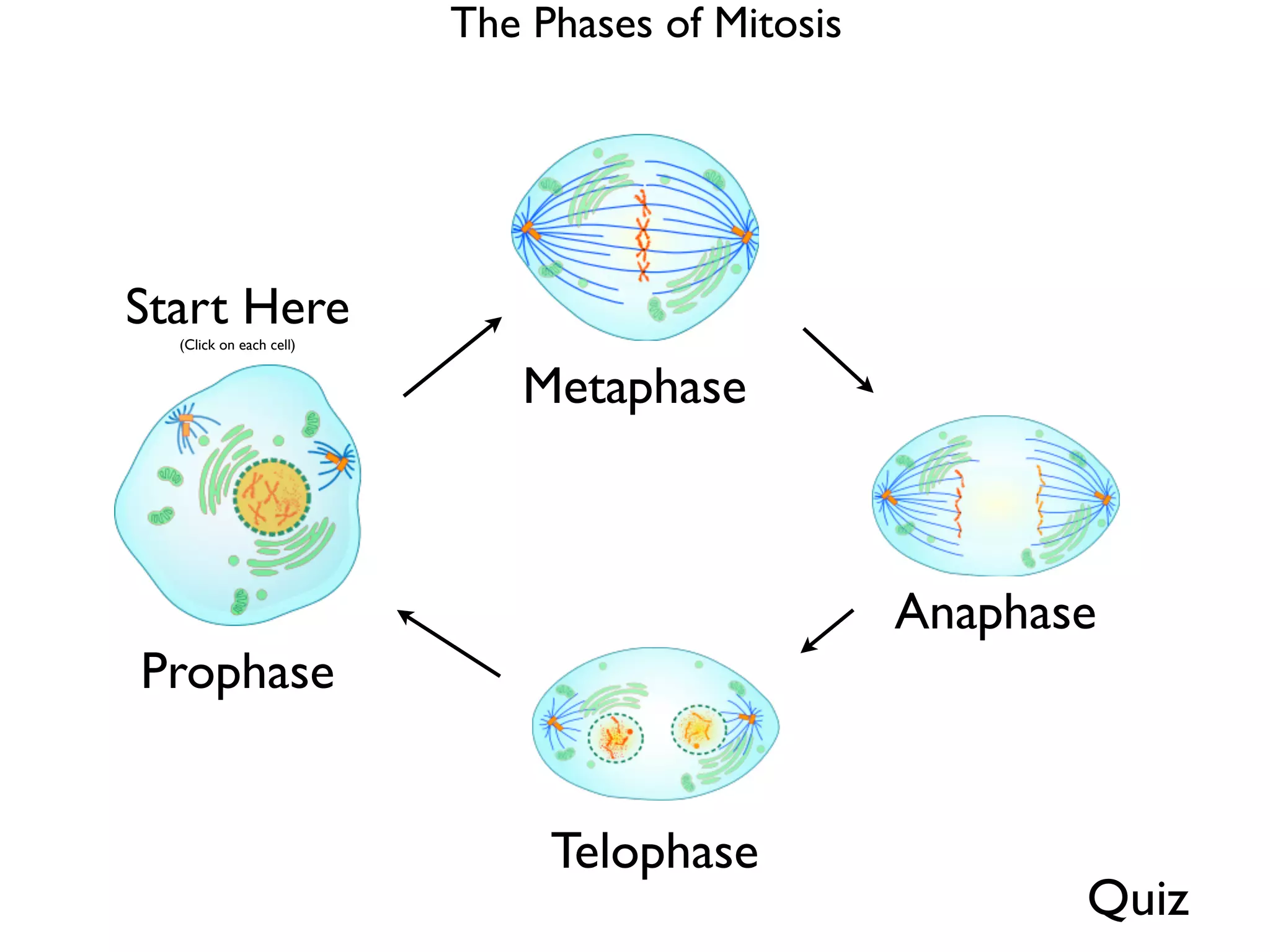 Phases Of Mitosis | KEY