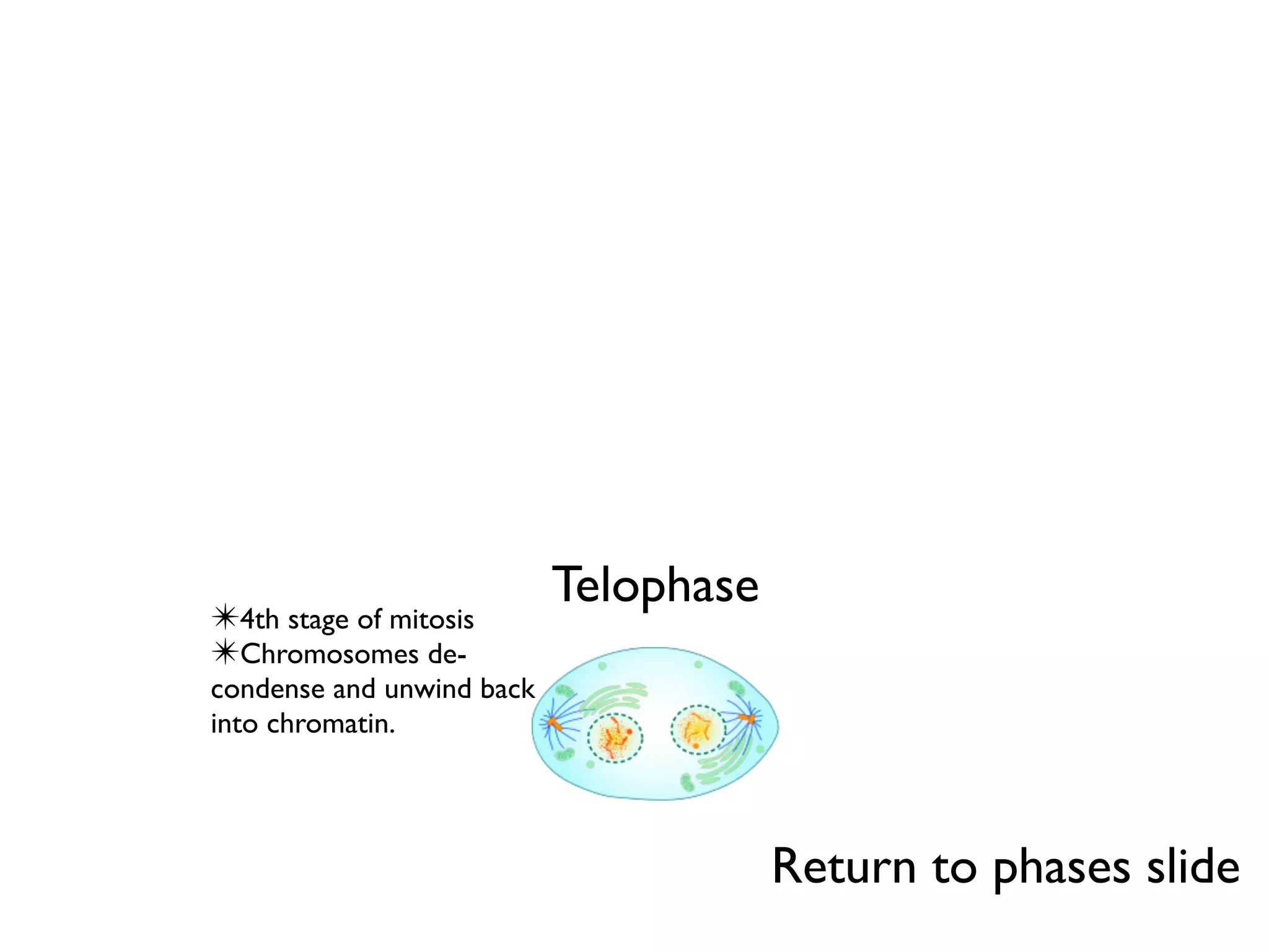 Phases Of Mitosis | KEY