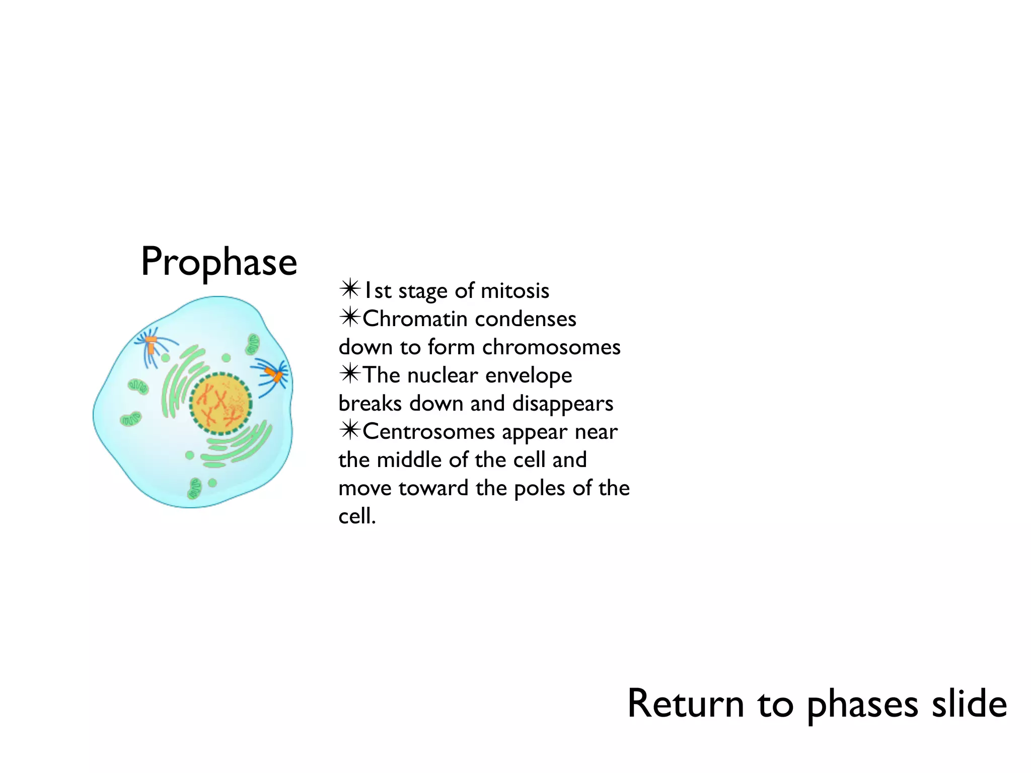 Phases Of Mitosis | KEY