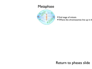Phases Of Mitosis | KEY