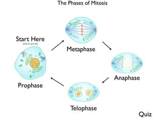 Phases Of Mitosis | KEY