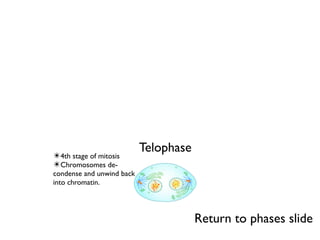 Phases Of Mitosis | KEY