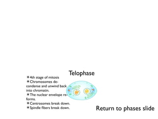 Phases Of Mitosis | KEY